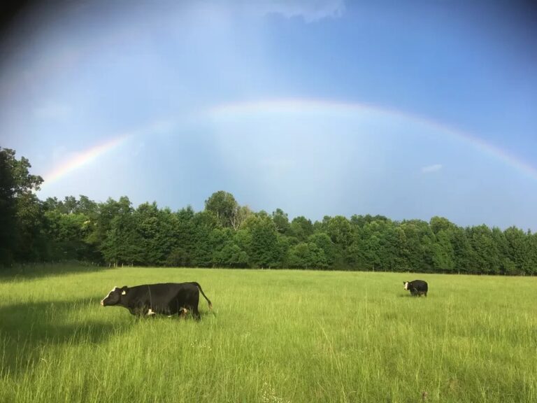 Alabama's Essential Guide for Buyers | Mossy Oak Properties