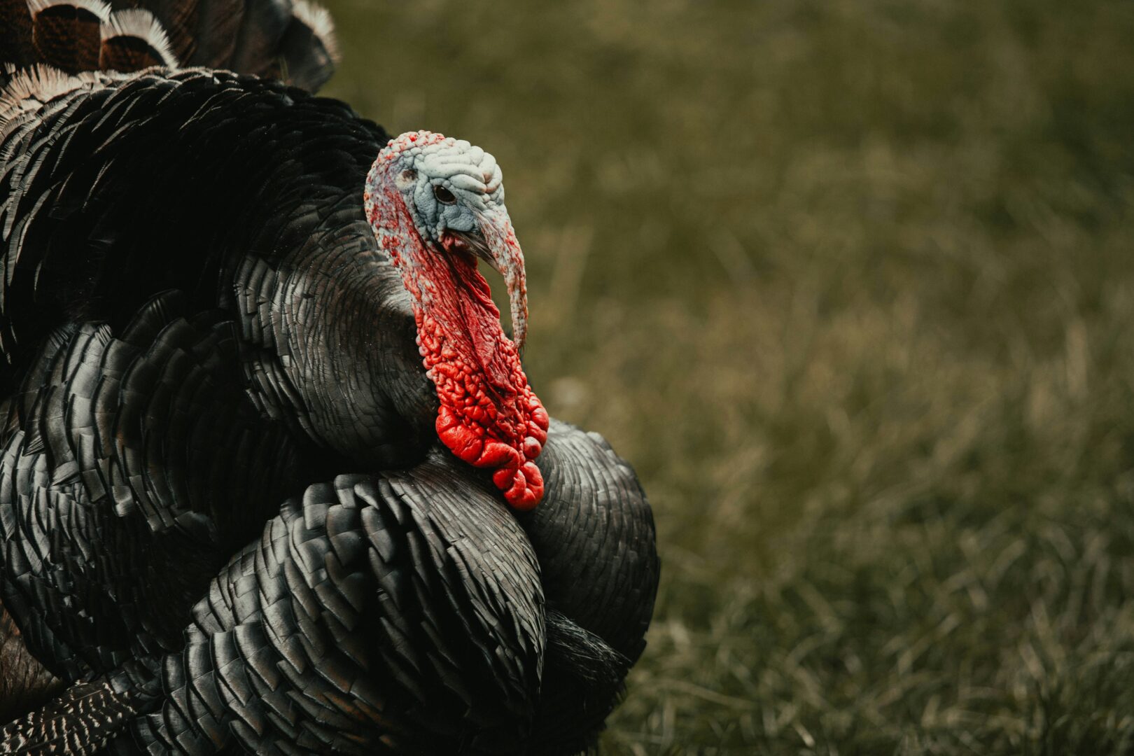 Best Turkey Hunting States: The Ultimate Guide | Mossy Oak Properties