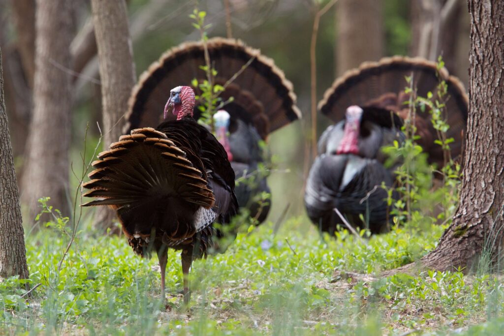 Virginia Hunting Seasons & Land for Sale | Mossy Oak Properties