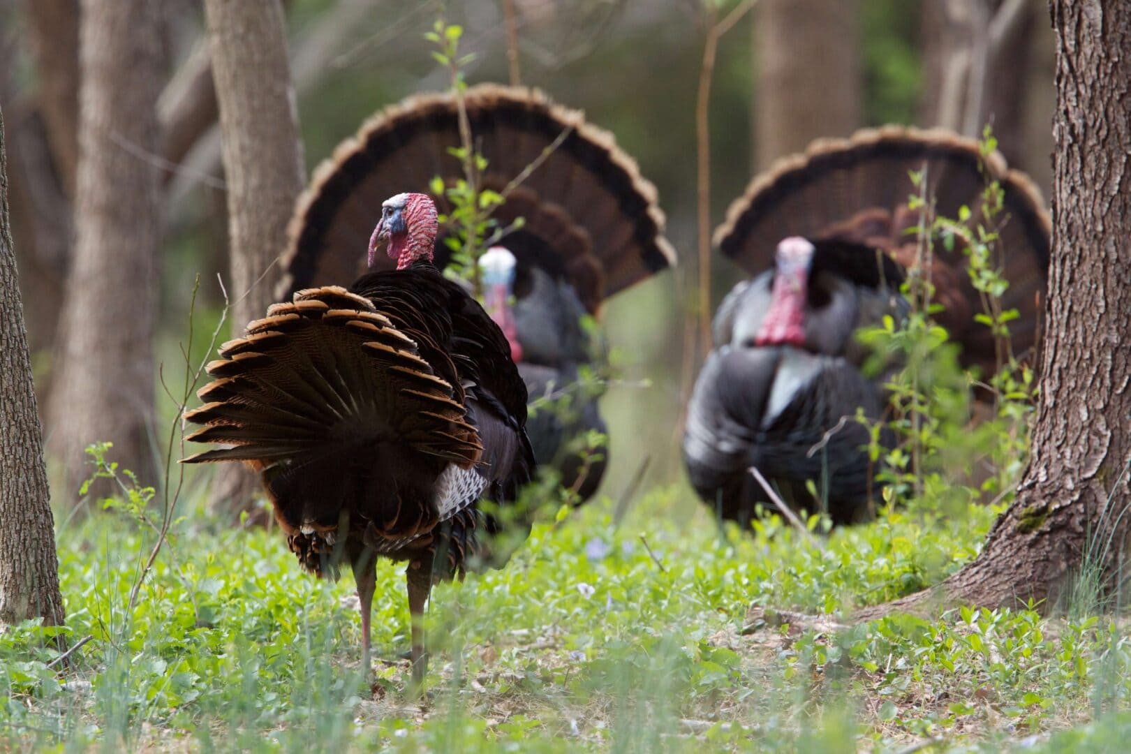 Virginia Hunting Seasons & Land for Sale | Mossy Oak Properties