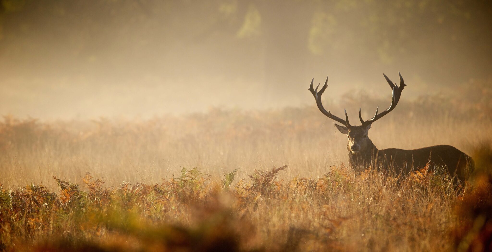 Deer Hunting Guide: Behavior, Wind, and Setup
